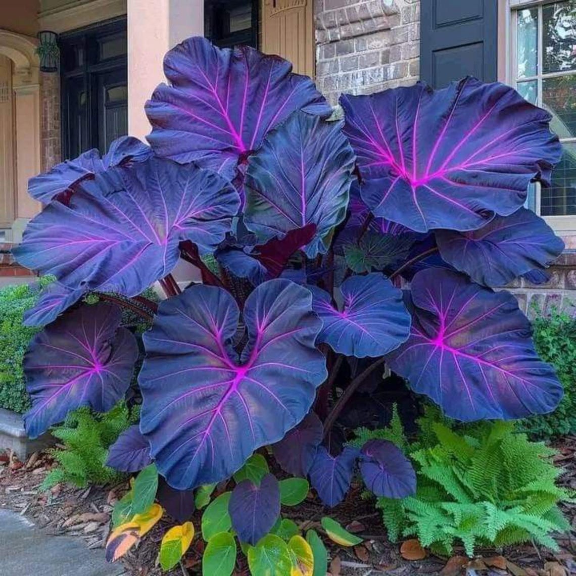 Caladium Elephant Ear Seeds Mix: Tropical Luxury Shade Garden Foliage ...