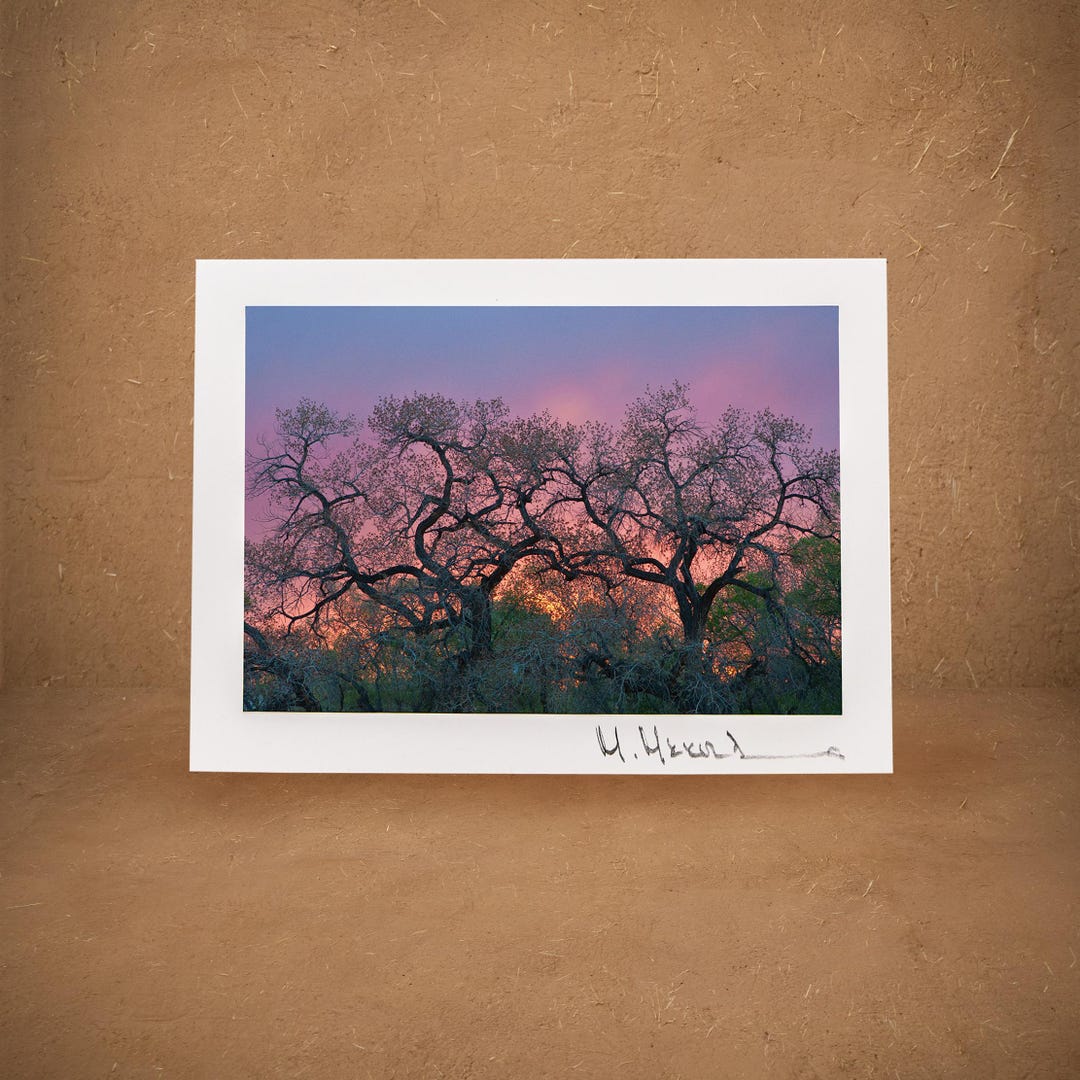 Winter Sunset Photo Note Card, Albuquerque Bosque, Signed Handmade ...