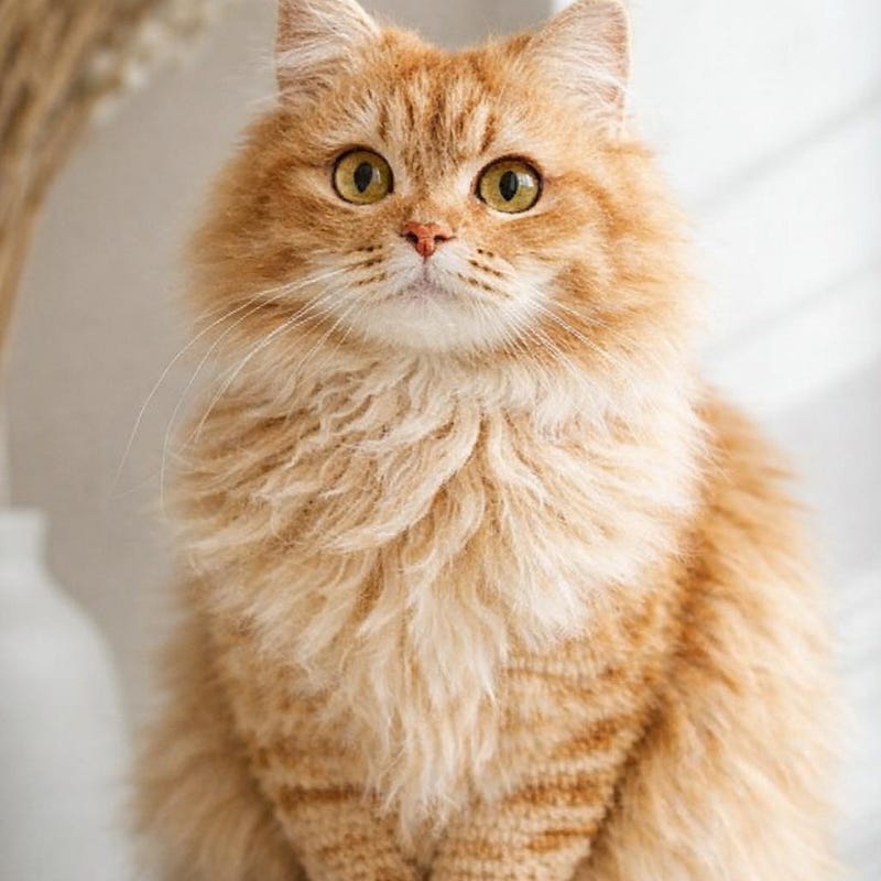 Ginger Realistic Cat - Etsy