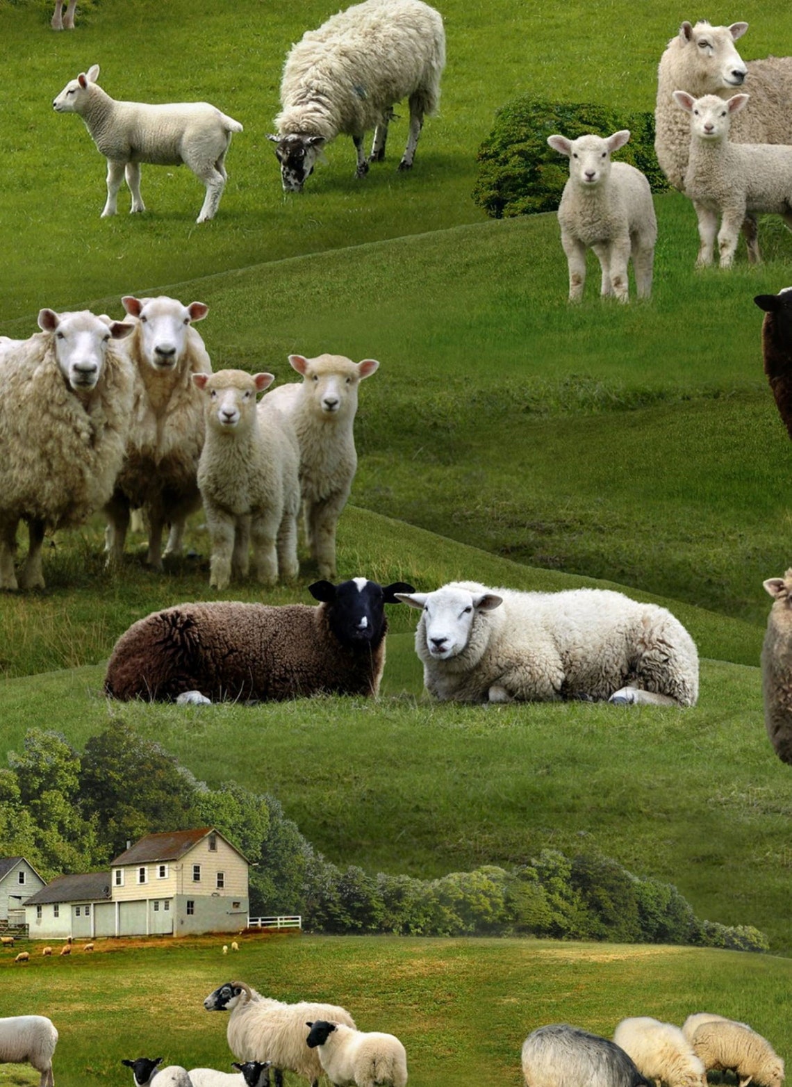 Sheep Farm Animals From Elizabeth's Studio - Etsy