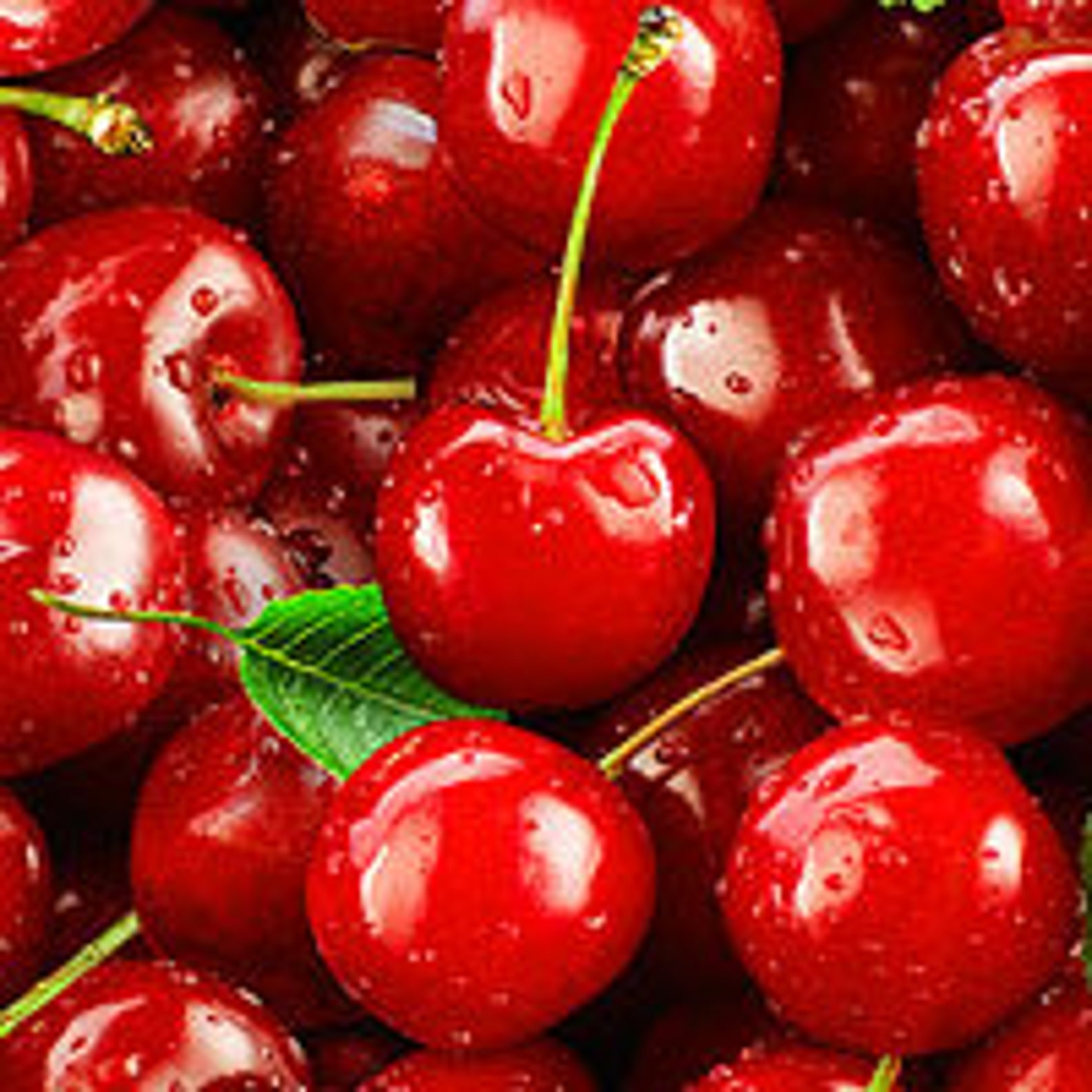 Red Cherries Digital Print Elizabeth's Studio Food - Etsy
