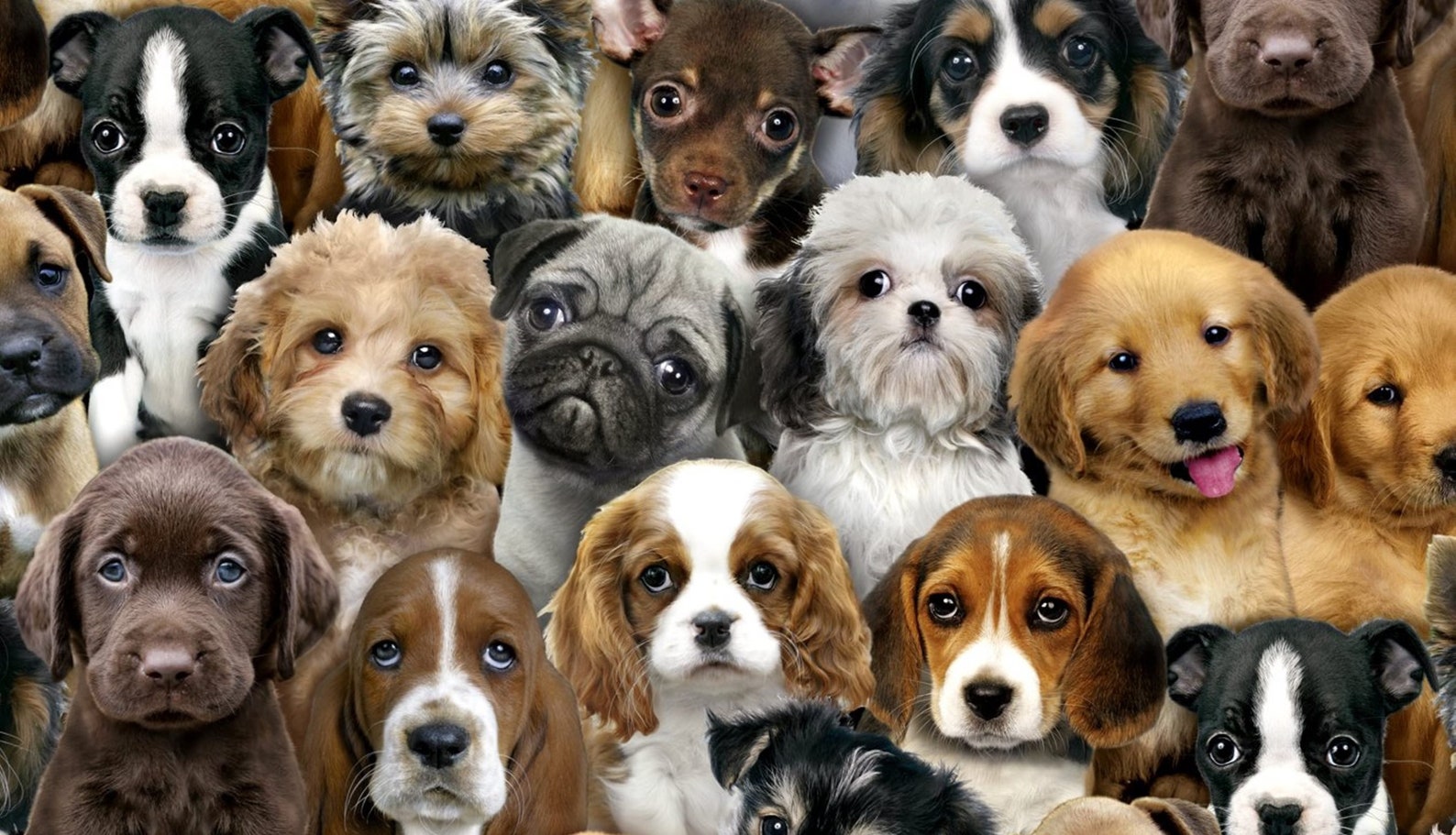 Puppies Adorable Pets Packed Puppies From Elizabeth's - Etsy