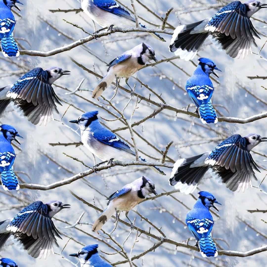 Call of the Wild, Blue Jays on Branches, Hoffman Digital Print V5214 ...