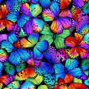 Multi Colored Butterflies, Butterfly Magic by Chong A Hwang for ...