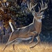 Startled Whitetail Buck Deer Panel, 36in X 44in Panel, David Textiles ...