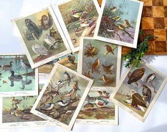 Bird Portraits in Color, 1960 Univ of Minnesota, Lot of 5 Artist Color ...