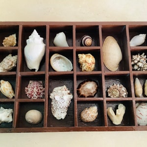 Natural Seashells in Vintage Wood Printer Tray / Seashell Collectible ...