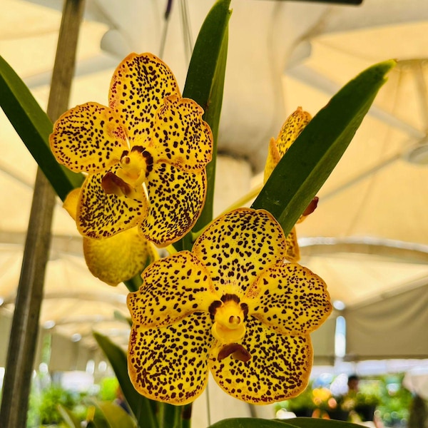 Rare Yellow Plants - Etsy UK