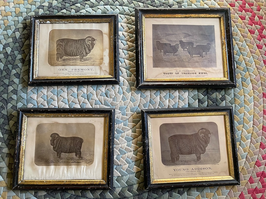 Antique Framed Sheep Drawings: 1800s Vermont Merino Livestock Prints - Etsy