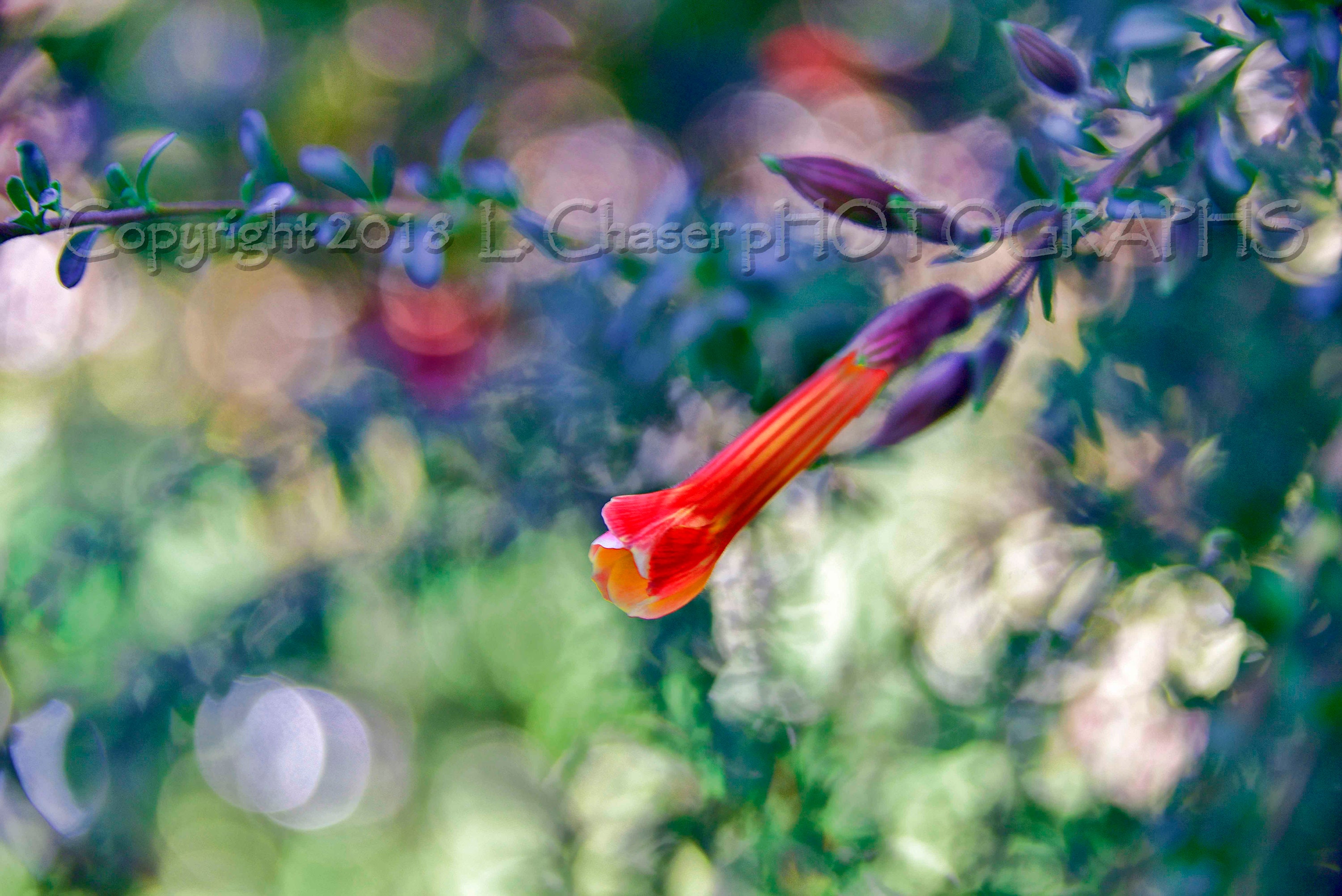 Cantuta-peruvian Flower - Etsy