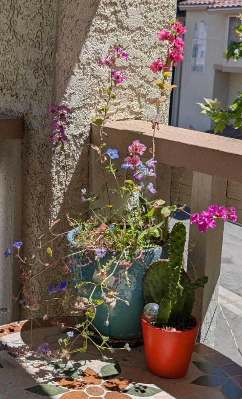 California Native Wildflower Seed Bombs-bloom Bombs - Etsy