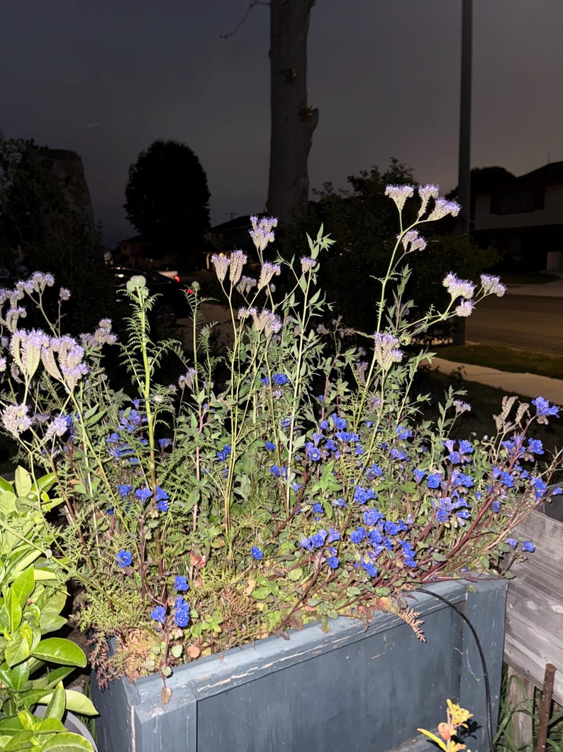 California Native Wildflower Seed Bombs-bloom Bombs - Etsy
