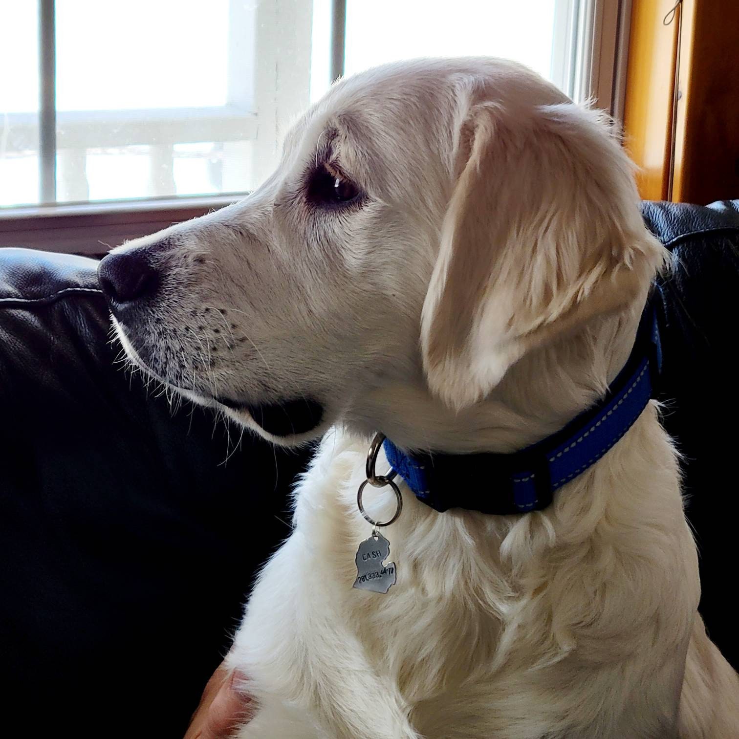 What Are The Numbers On A Dog Tag