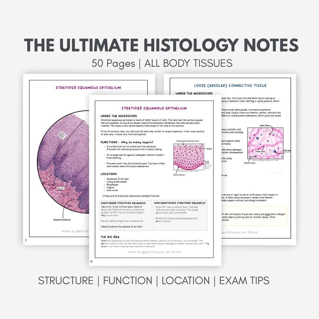 The Ultimate Histology Notes for A&P 1 - Etsy