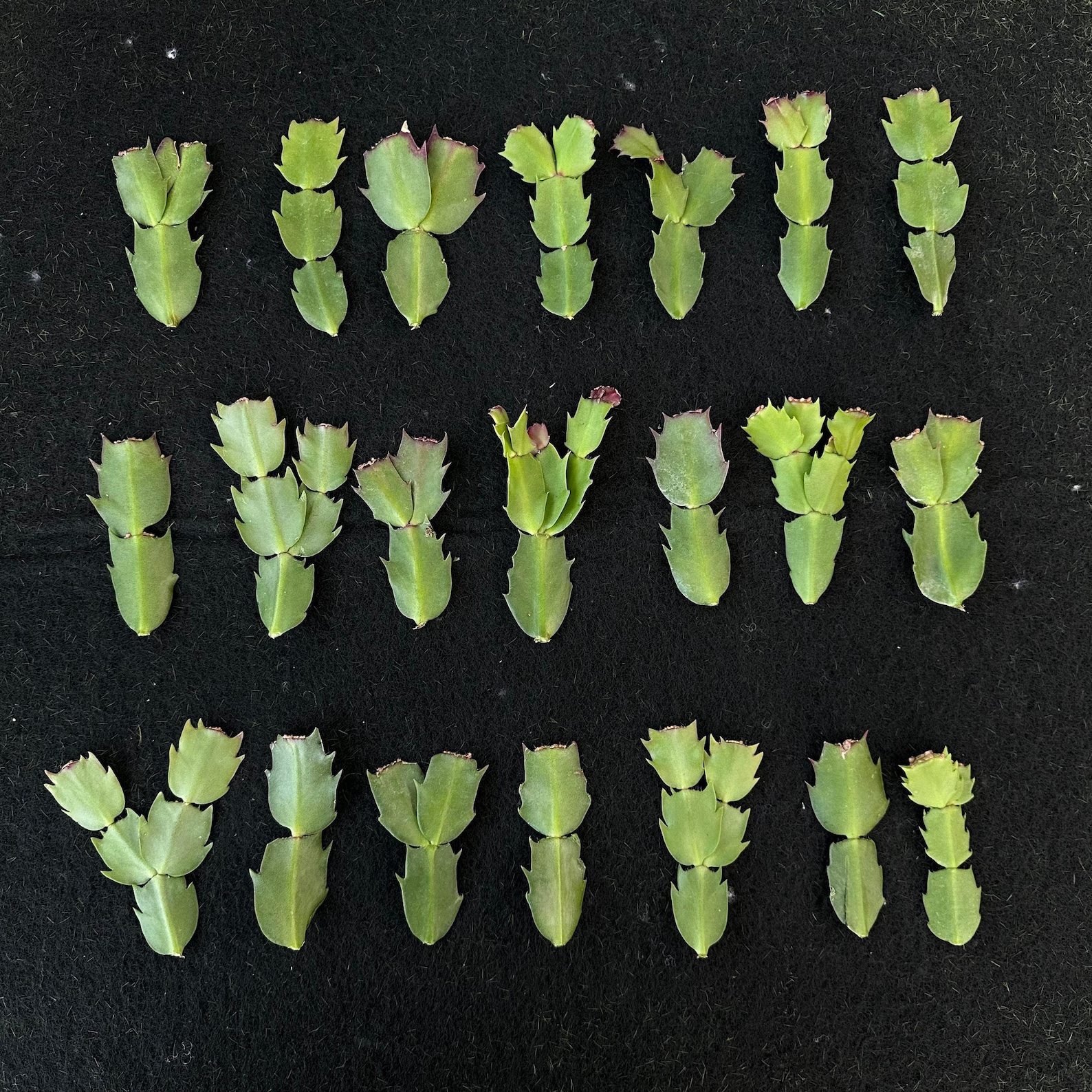 New Hybrid Christmas Cactus | Zygo Cactus 'dancer' (M141C), 2'' Cutting ...
