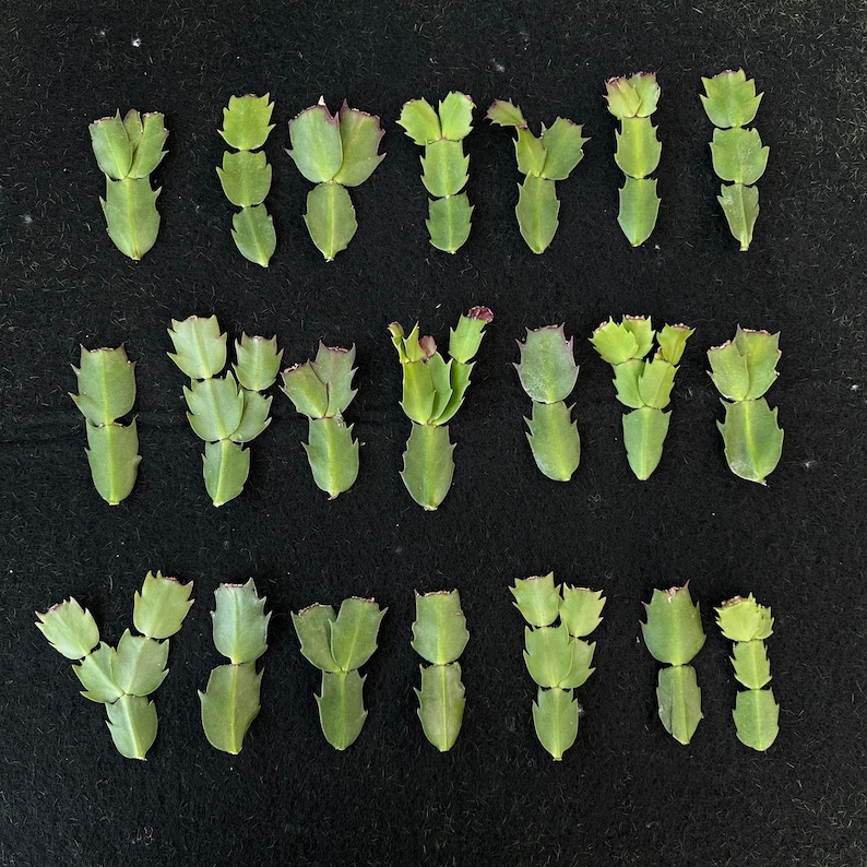 New Hybrid Christmas Cactus | Zygo Cactus 'dancer' (M141C), 2'' Cutting ...