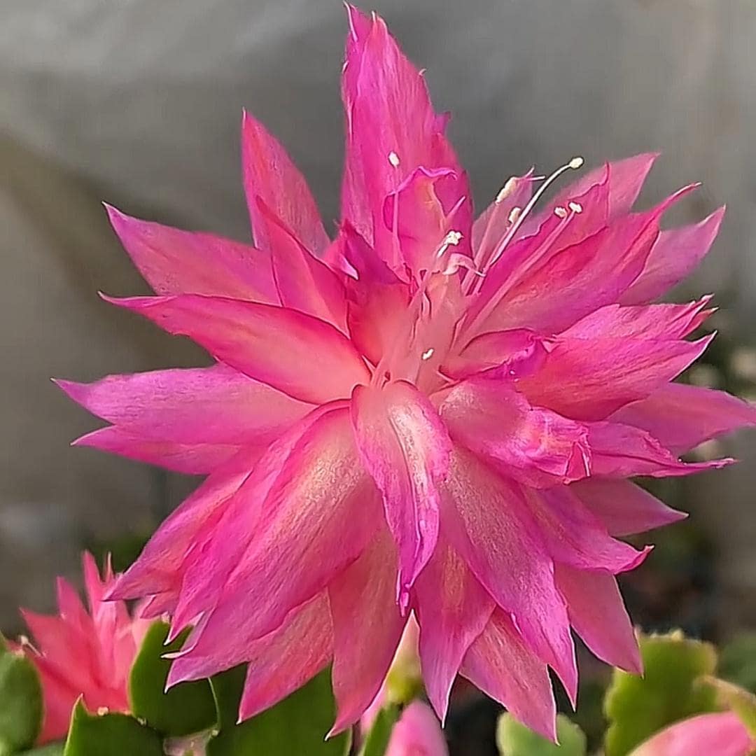 Christmas Cactus | Thanksgiving Cactus 'coralina' (M139C), 2'' Cutting ...