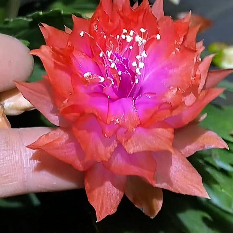 Thanksgiving Cactus | Holiday Cactus 'purpula' (M145C), 2'' Cutting ...