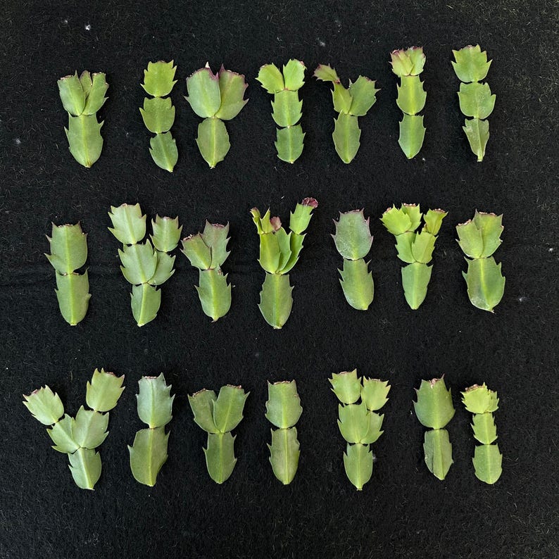 Thanksgiving Cactus | Holiday Cactus 'snowflora' (M143C), 2'' Cutting ...