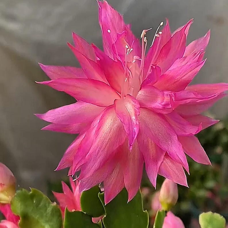 Christmas Cactus | Thanksgiving Cactus 'coralina' (M139C), 2'' Cutting ...