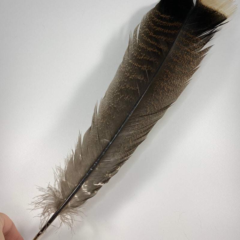 Wild Turkey Feathers - Etsy