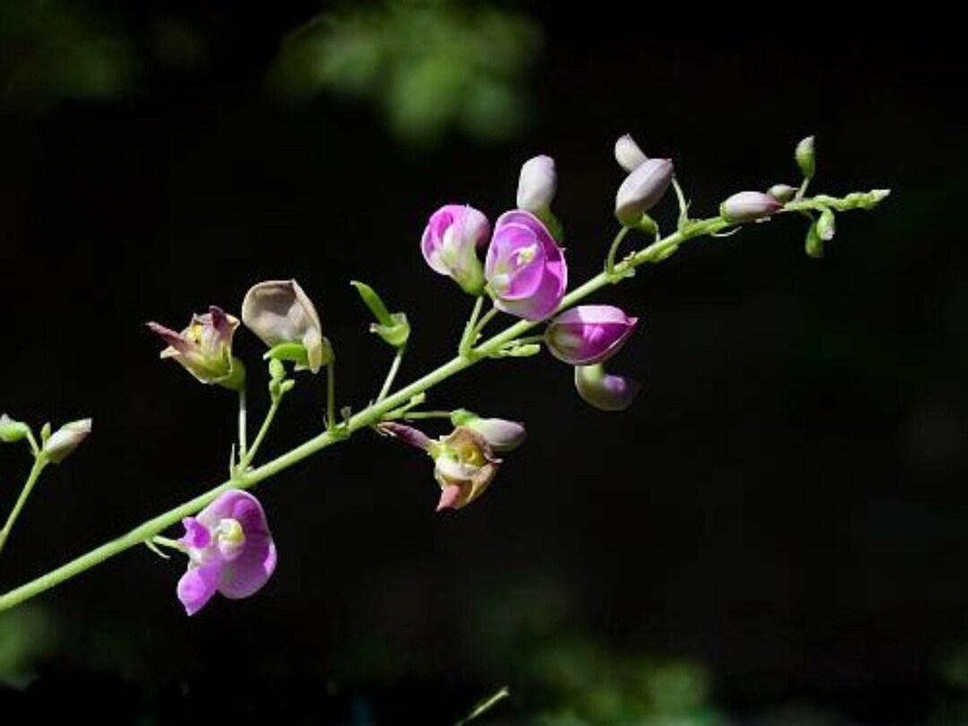 Wild Kidney Bean Seeds – 5 Phaseolus Polystachios Native Vine Seeds - Etsy