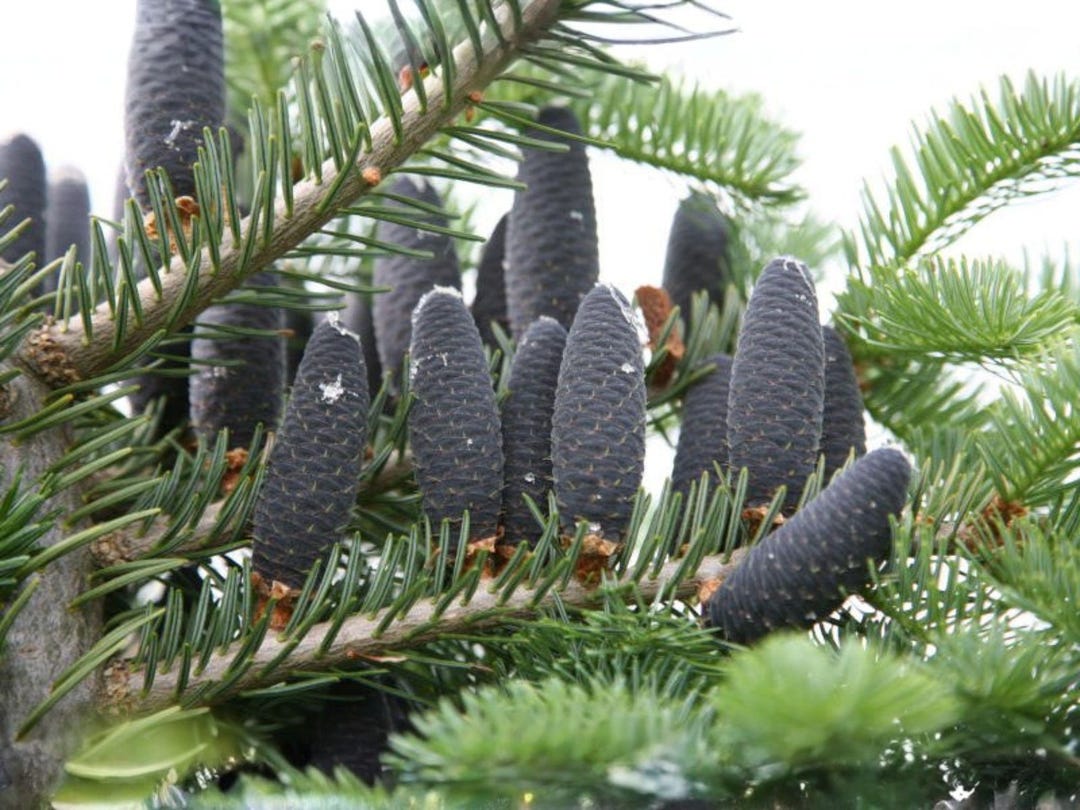 Balsam Fir Seeds – 30 Abies Balsamea Lake State Evergreen Tree Seeds - Etsy