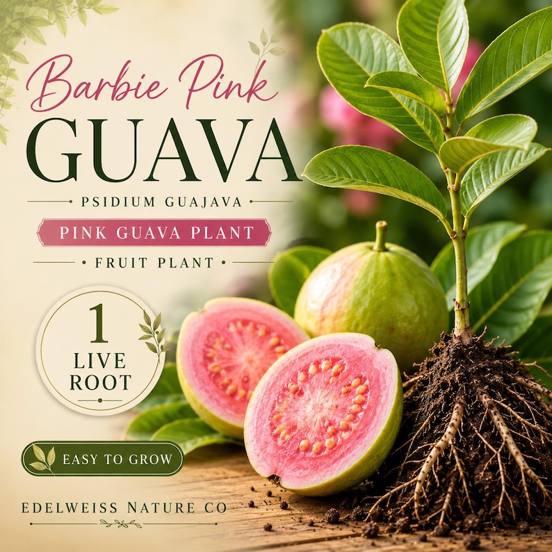 Barbie Pink Guava Starter Plant | Psidium Guajava Live Fruit Plant ...