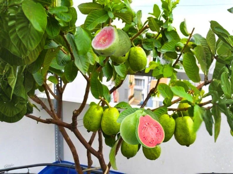 Barbie Pink Guava Starter Plant | Psidium Guajava Live Fruit Plant ...