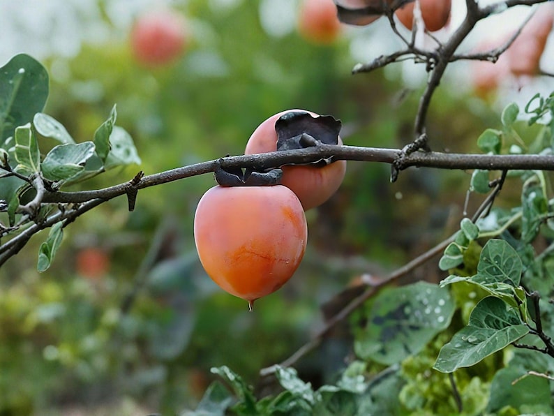 2 American Persimmon Trees | Diospyros Virginiana Bare Root Starter ...