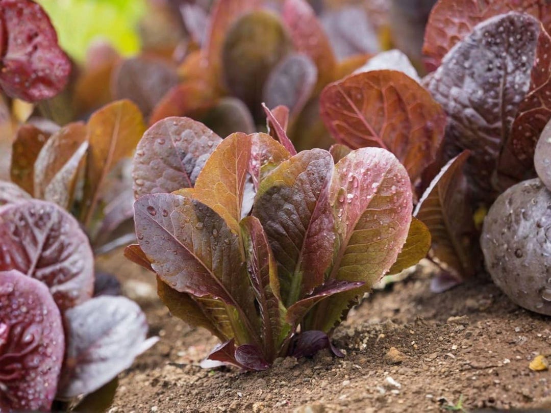 Rouge De Hiver Red Romaine Lettuce Seeds – 1000 Heirloom Winter ...