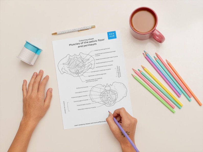 Pelvis Anatomy Coloring Worksheets, 35 Pages | Pelvic Floor ...