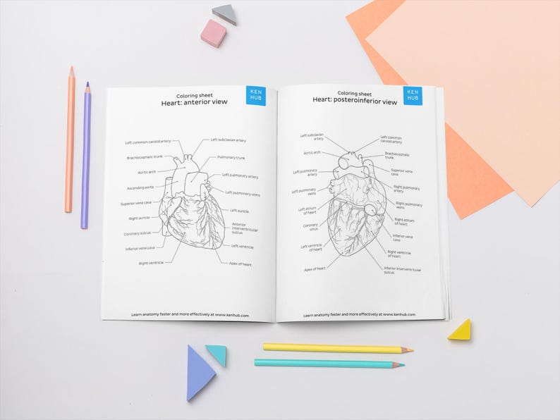 Thorax Anatomy Coloring Worksheets, 53 Pages | Heart, Lungs, Chest Wall ...