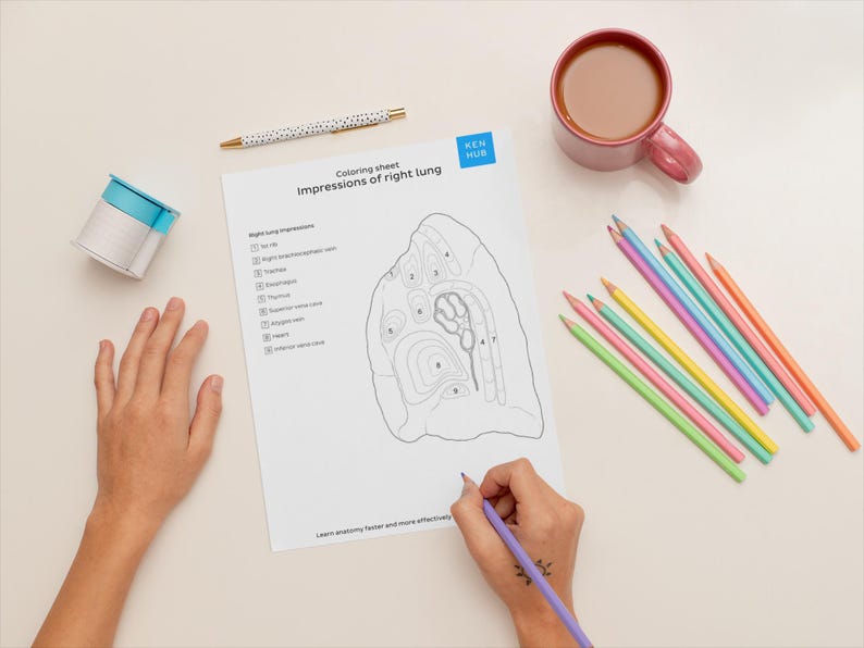 Thorax Anatomy Coloring Worksheets, 53 Pages | Heart, Lungs, Chest Wall ...
