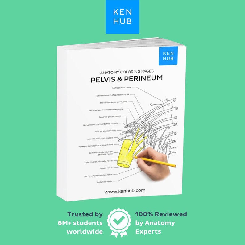 Pelvis Anatomy Coloring Worksheets, 35 Pages | Pelvic Floor ...