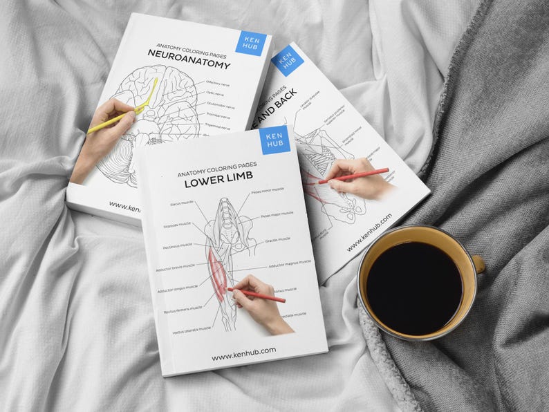 Thorax Anatomy Coloring Worksheets, 53 Pages | Heart, Lungs, Chest Wall ...