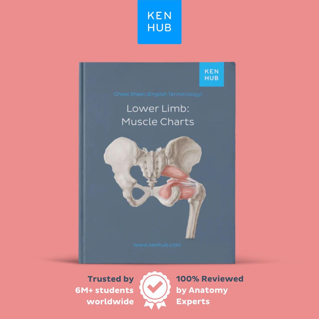 Lower Limb Muscle Chart | Origins, Insertions, Actions PDF - Etsy