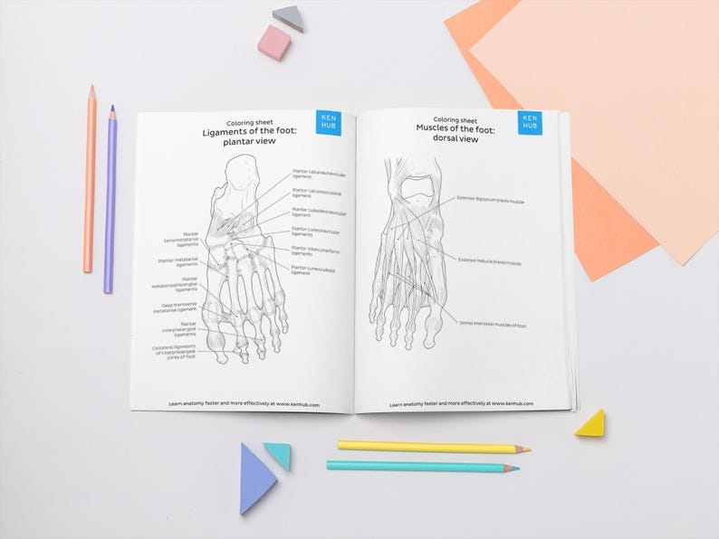 Lower Limb Anatomy Coloring Worksheets, 45 Pages | Hip, Knee, Foot PDF ...