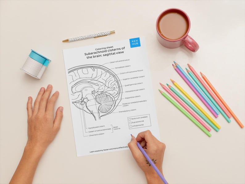 Neuroanatomy Coloring Worksheets, 98 Pages | Brain, Spinal Cord, CNS ...