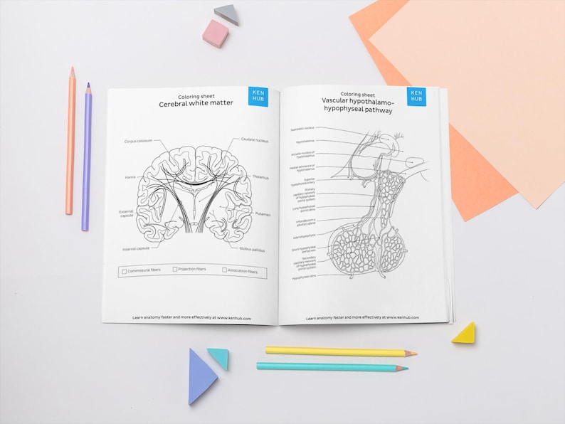 Neuroanatomy Coloring Worksheets, 98 Pages | Brain, Spinal Cord, CNS ...
