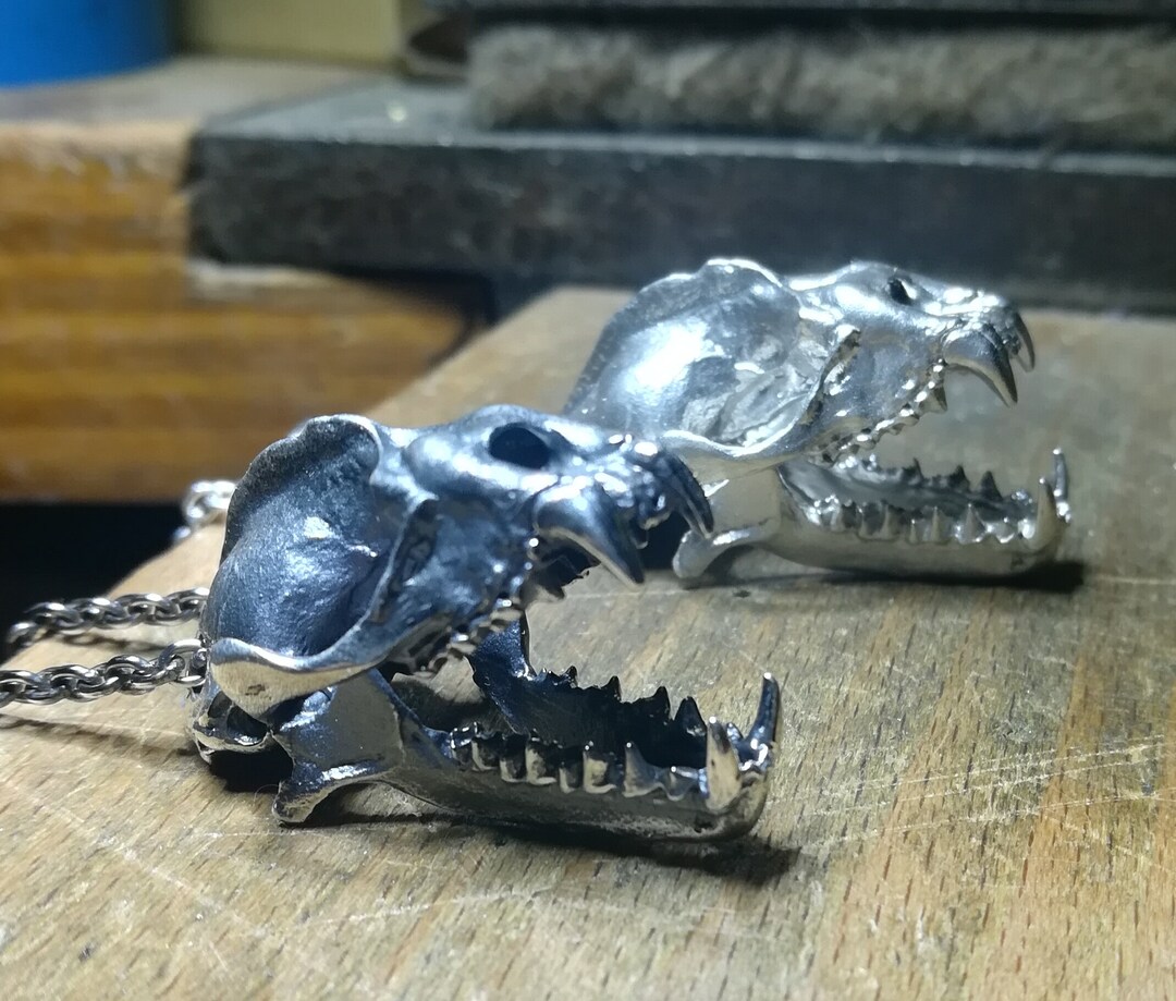 Diadem Roundleaf Bat - Hipposideros Diadem - Moving Jaw - Sterling ...