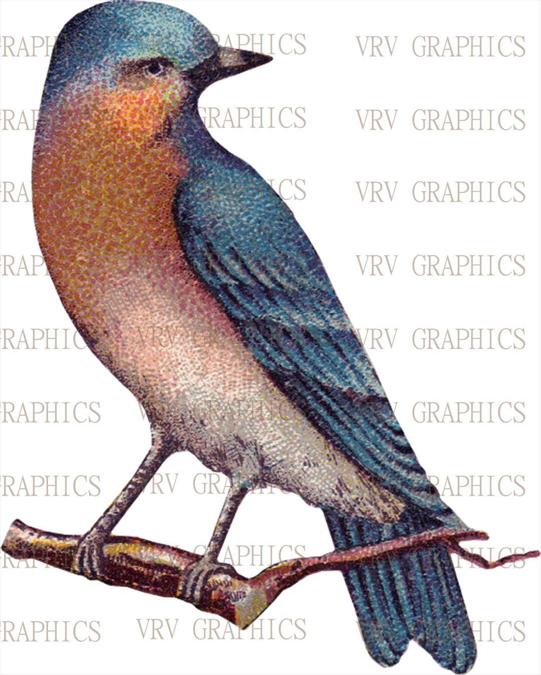 Blue Jay Bird Branch Clipart Image Digital Download Image Vintage ...