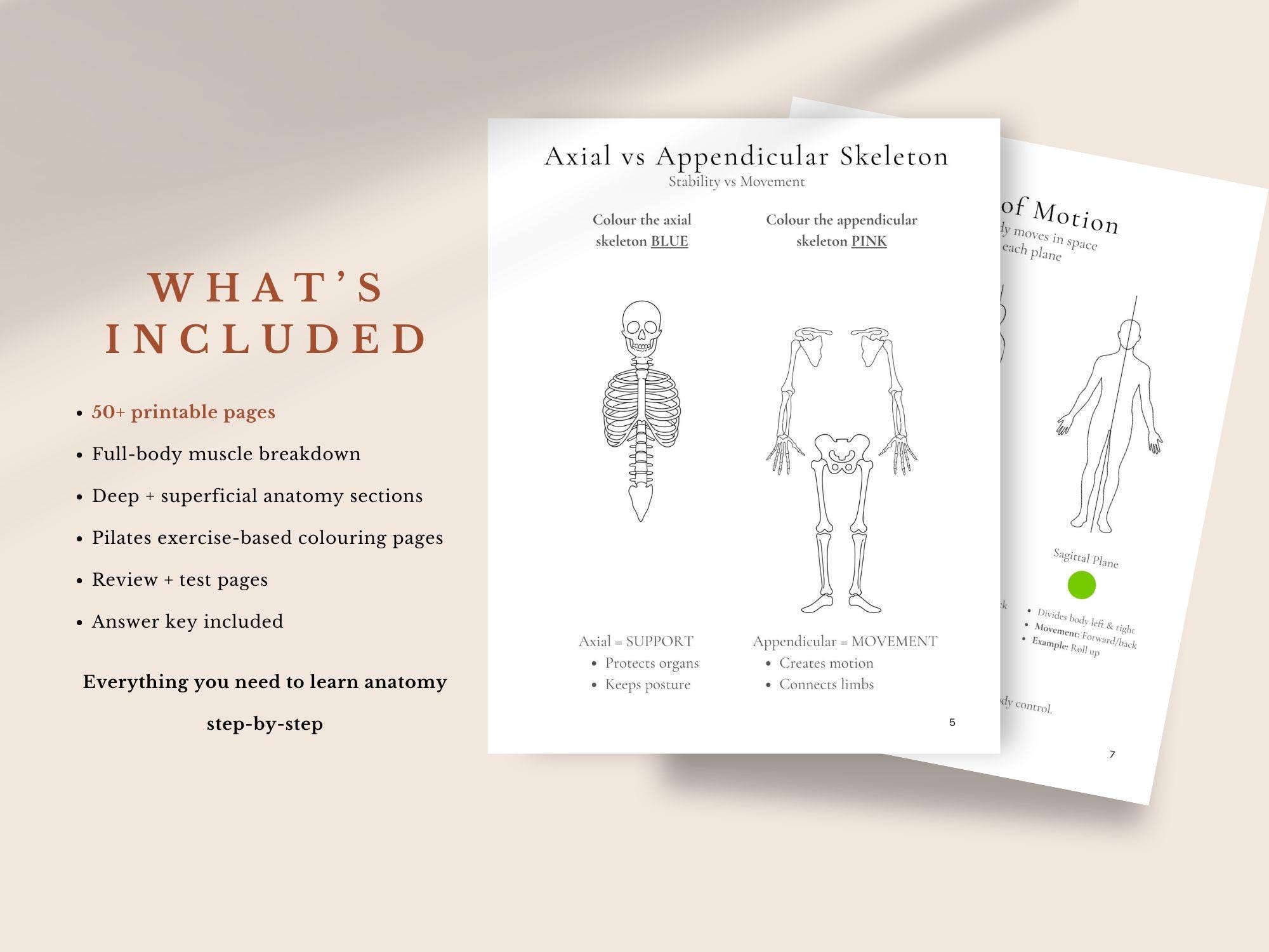 Pilates Anatomy Coloring Book | Muscle Learning Workbook (digital ...