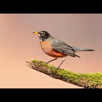 Bluebird Metal Aluminum Photograph, Eastern Bluebird Aluminum ...