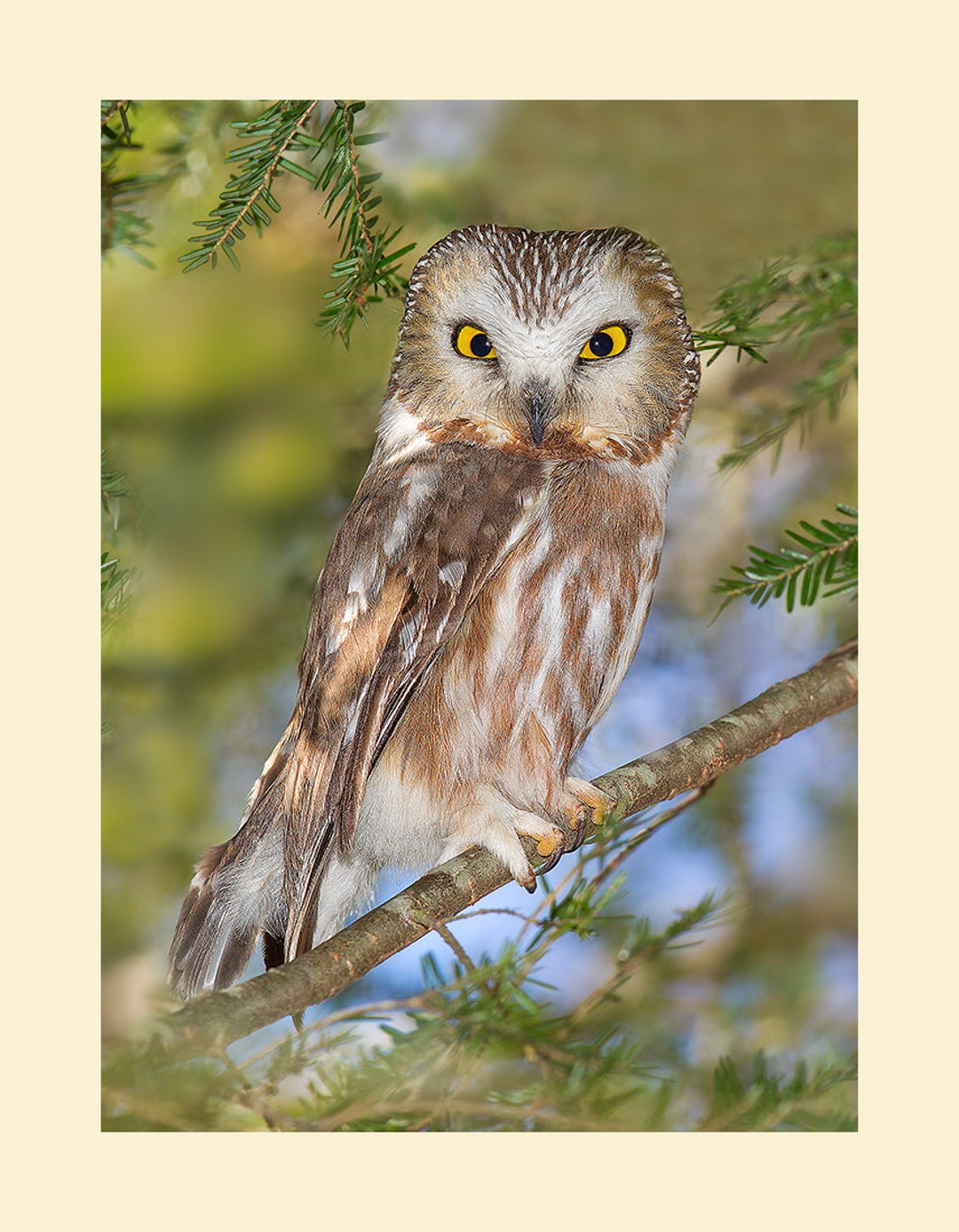 Sawhet Owl Bird Photograph, Sawhet Owl Photograph, Bird Photograph ...