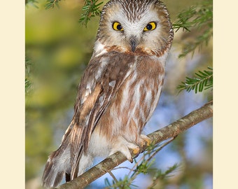 Owl Decor Barred Owl Owl Canvas Bird Canvas Raptors - Etsy