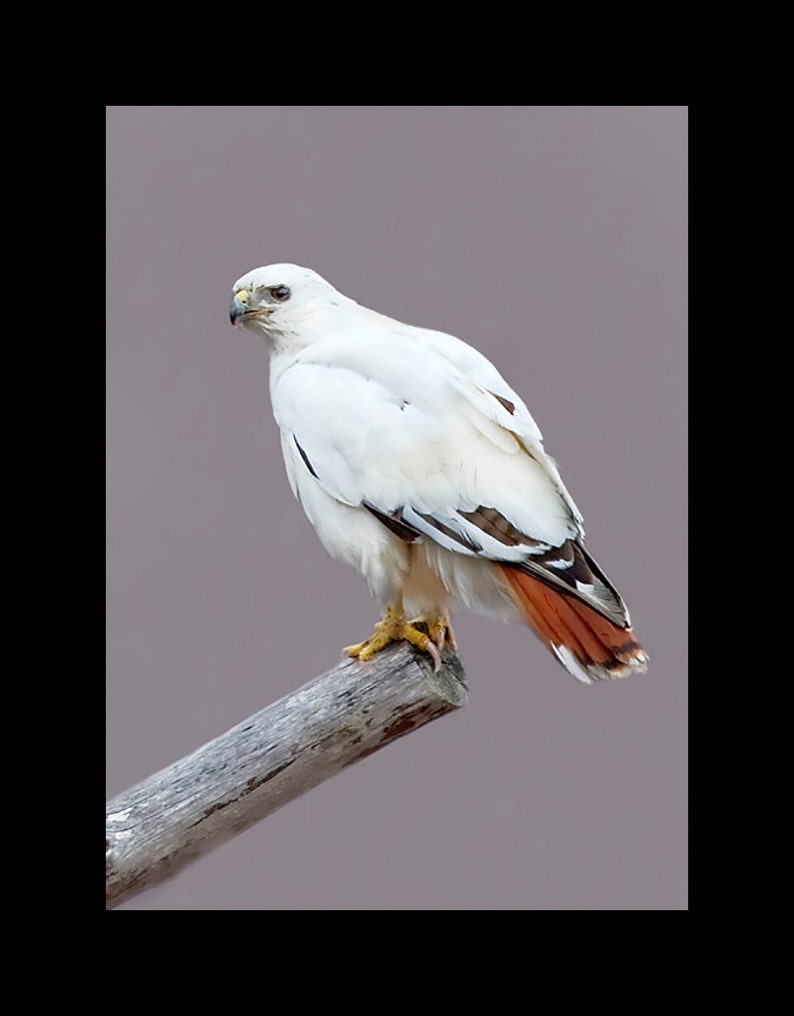 Leucistic Red-tailed hawk bird photograph 8x10 matted | Etsy