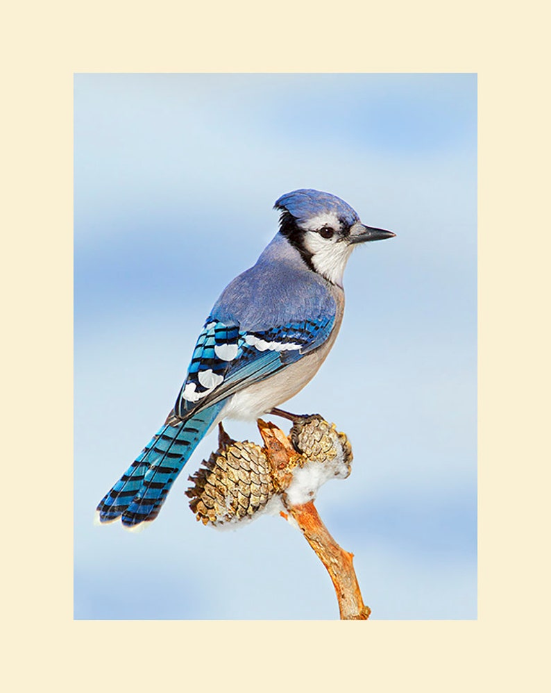 Blue Jay Bird Photograph, Blue Jay Photograph, Blue Jay, Bird ...