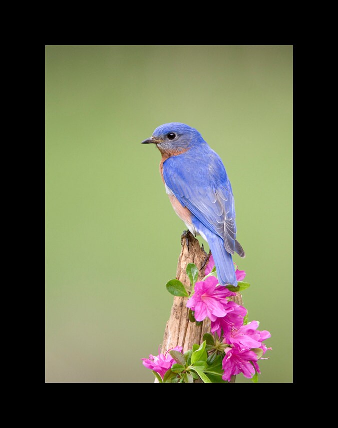 Bluebird Bird Photograph, Bluebird Photograph, Bluebird, Bird ...