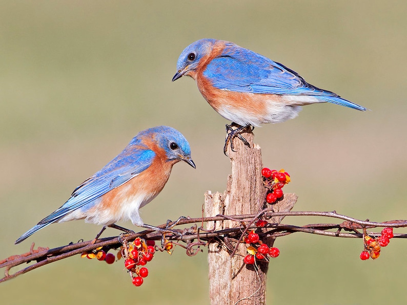 Bluebird Metal Aluminum Photograph, Eastern Bluebird Aluminum ...